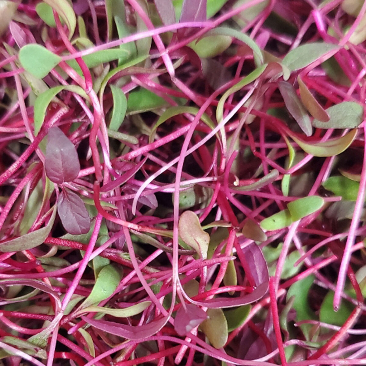 Buy Non GMO Red Mix Microgreens | Rooted Locally Hydroponics Farm ...